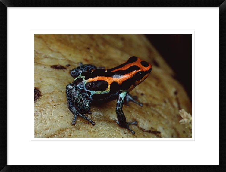 Global Gallery 'Rio Madeira Poison Frog, Peruvian Lowlands' Framed ...