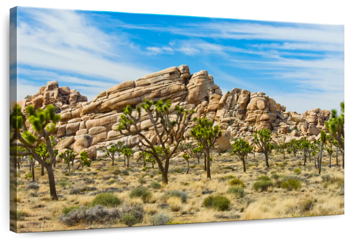 Elephant Stock Morning At Joshua Tree National Park | Wayfair