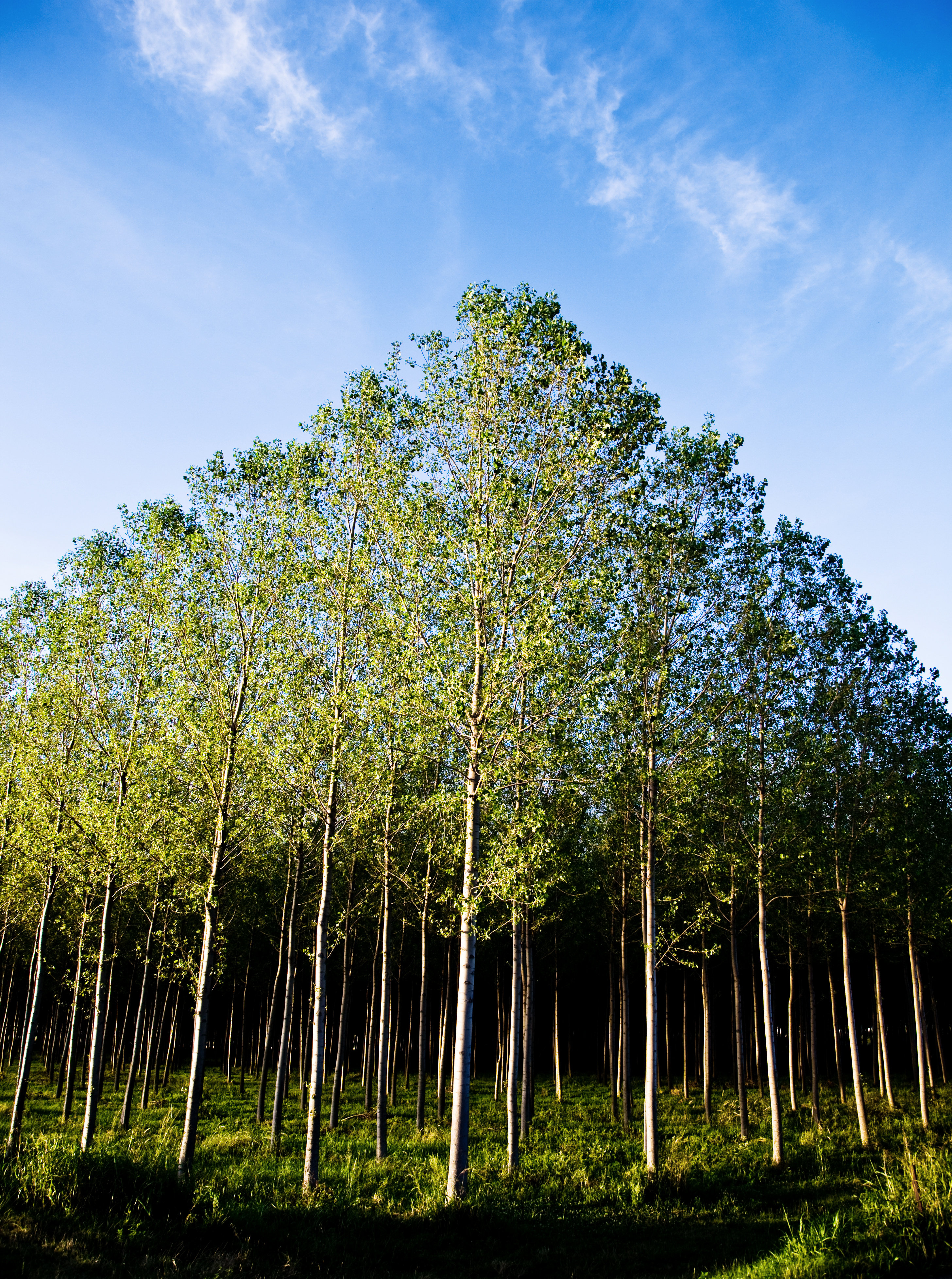 Latitude Run® Tree Plantation For Paper Production by Casarsa | Wayfair