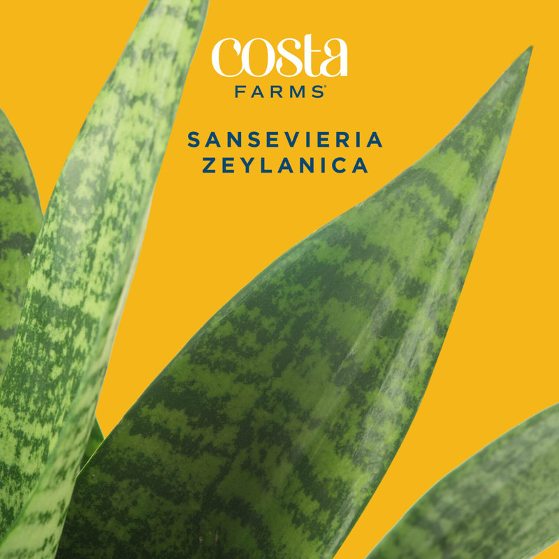 Costa Farms Indoor Snake Plant Sansevieria Zeylanica House Plant in 10 ...