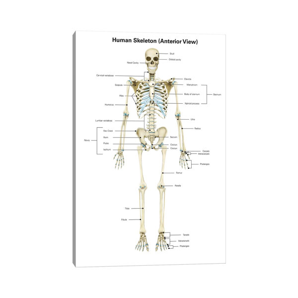 East Urban Home " Anterior View Of Human Skeletal System, With Labels ...