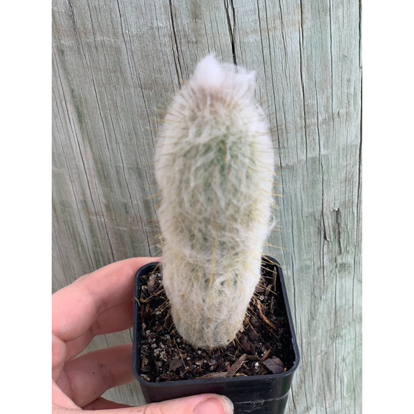 Florida House Plants Silver Torch Cactus Cleistocactus Strausii Snow ...
