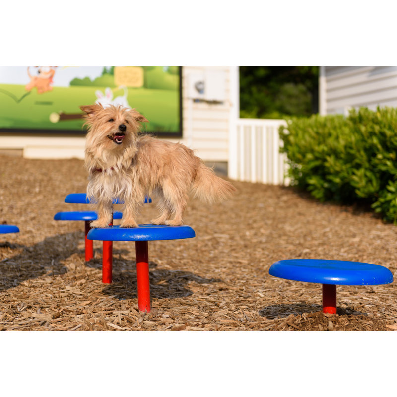 Bark Park Stepping Paws | Wayfair