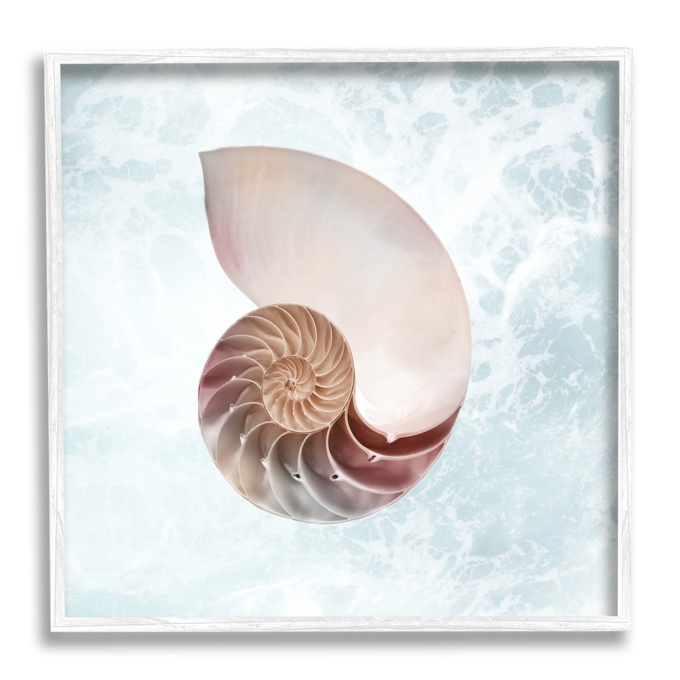 Stupell Industries Aquatic Nautilus Spiral Seashell Giclee Art By ...
