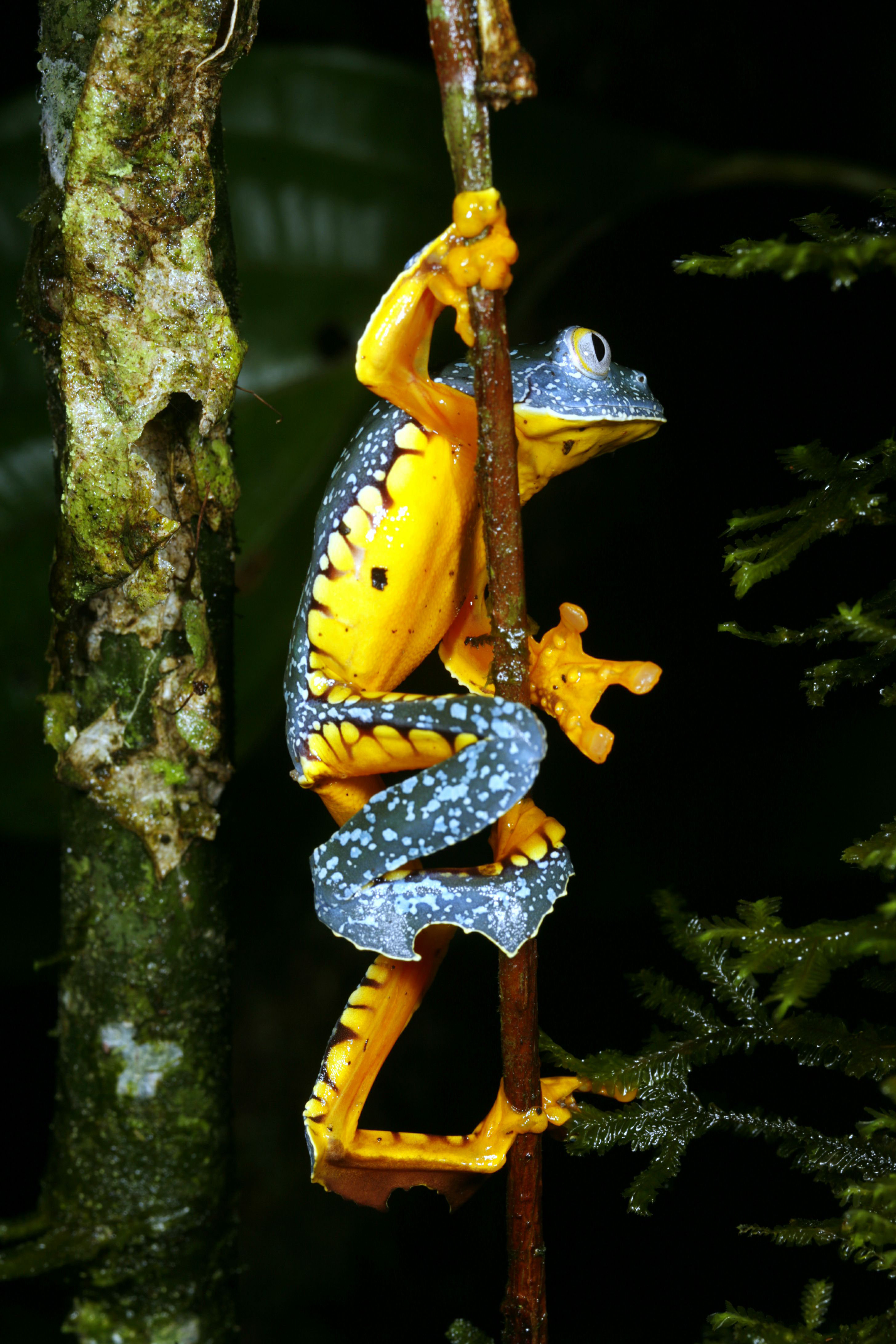 Ebern Designs Crandale Amazon Leaf Frog by - Print - Wayfair Canada