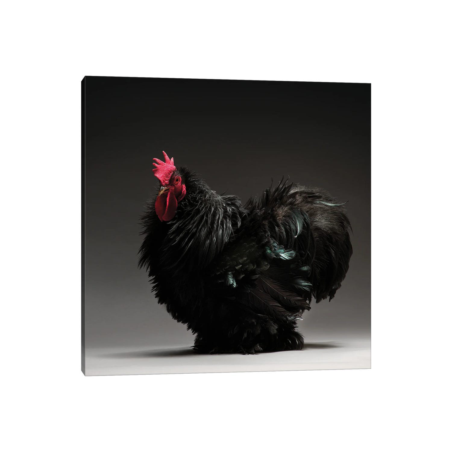 Brambly Cottage Frizzle Cochin Bantam - Wrapped Canvas Photograph ...