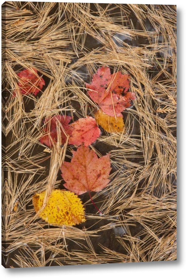 Winston Porter Mi, Autumn Leaves and Pine Needles Float by Don Grall ...