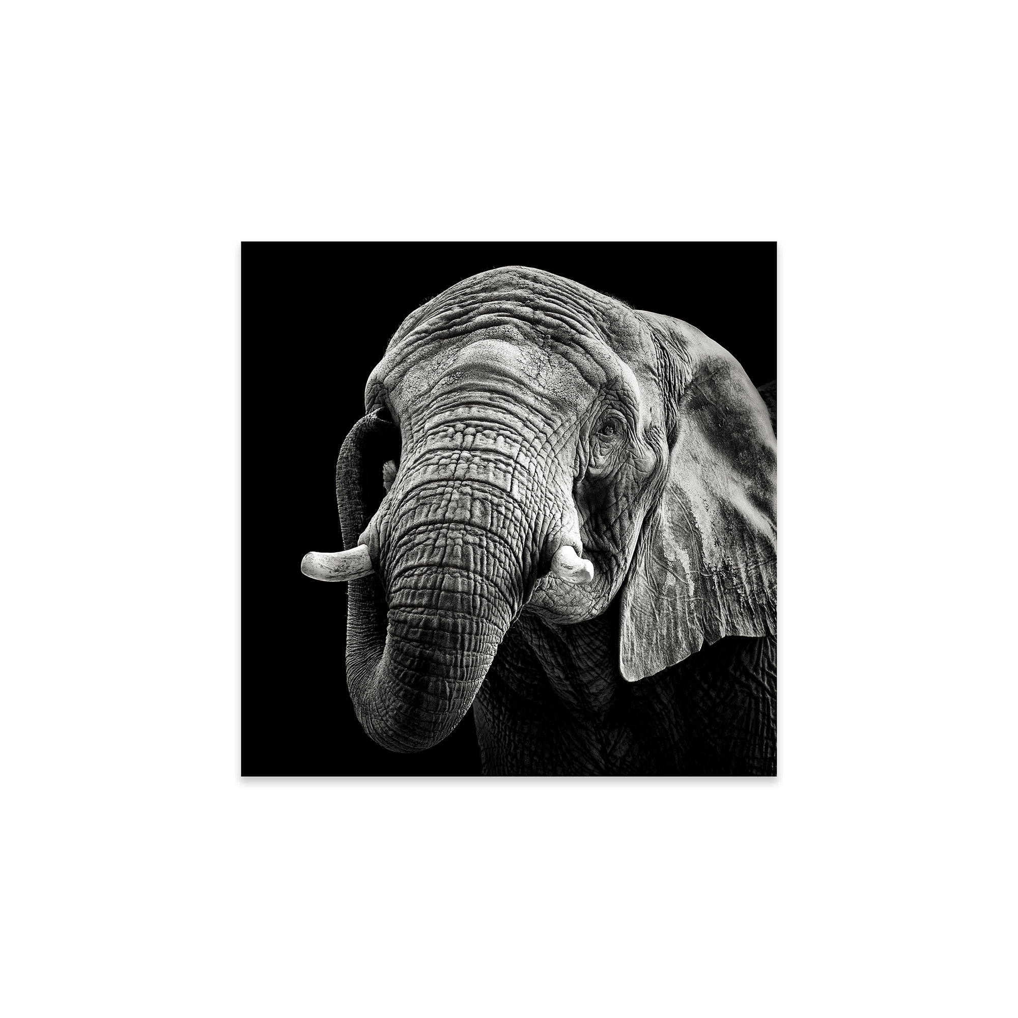 Ebern Designs Éléphant d'Afrique sur plastique / acrylique par ...