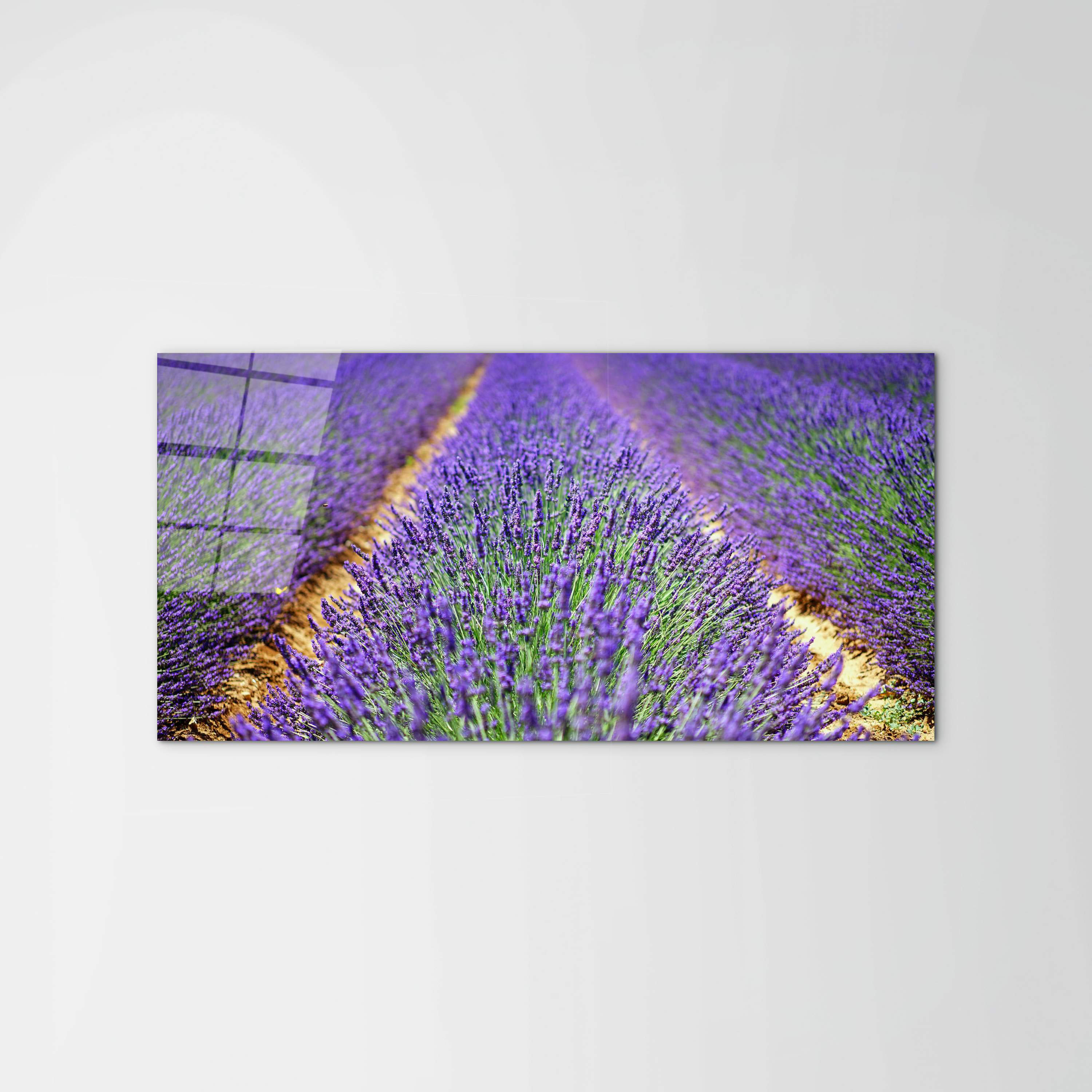 Rosalind Wheeler Lavanda by Art Studio 50cm H x 100cm W High Quality ...