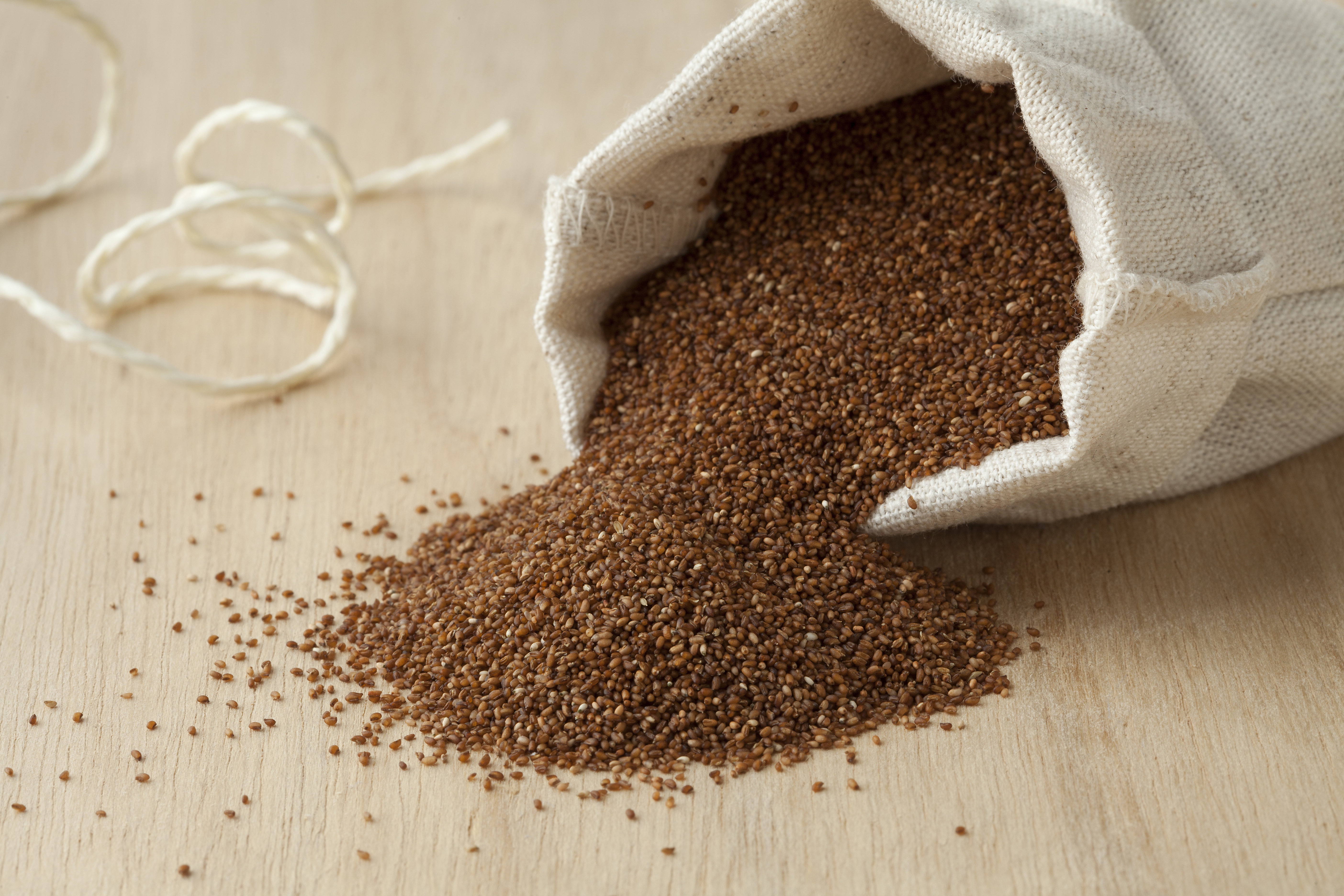 17 Stories Teff Seeds by Picturepartners - Wrapped Canvas Photograph ...