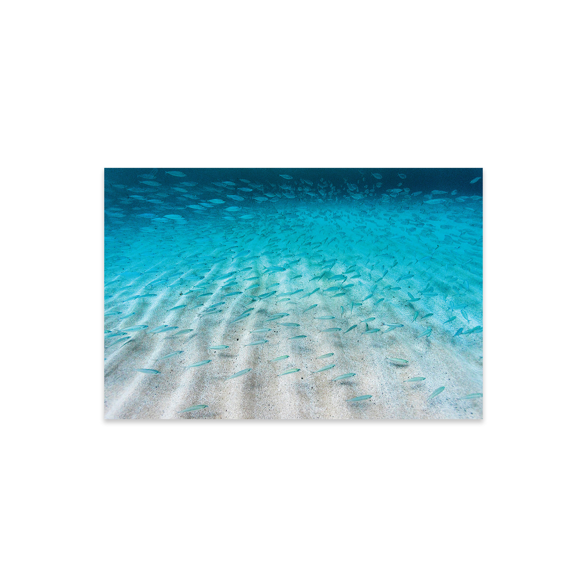 iCanvas Sand Ripple Fish Print On Acrylic Glass | Wayfair