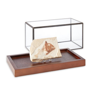 Ebern Designs Display Case | Wayfair
