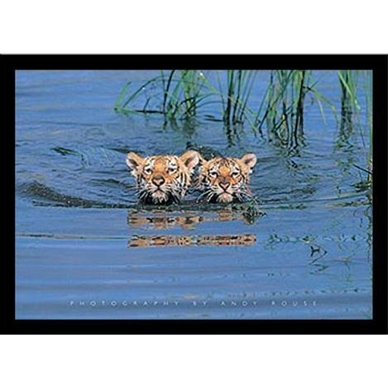 Dakota Fields Swimming Tiger Cubs Photograph by Andy Rouse - Picture ...