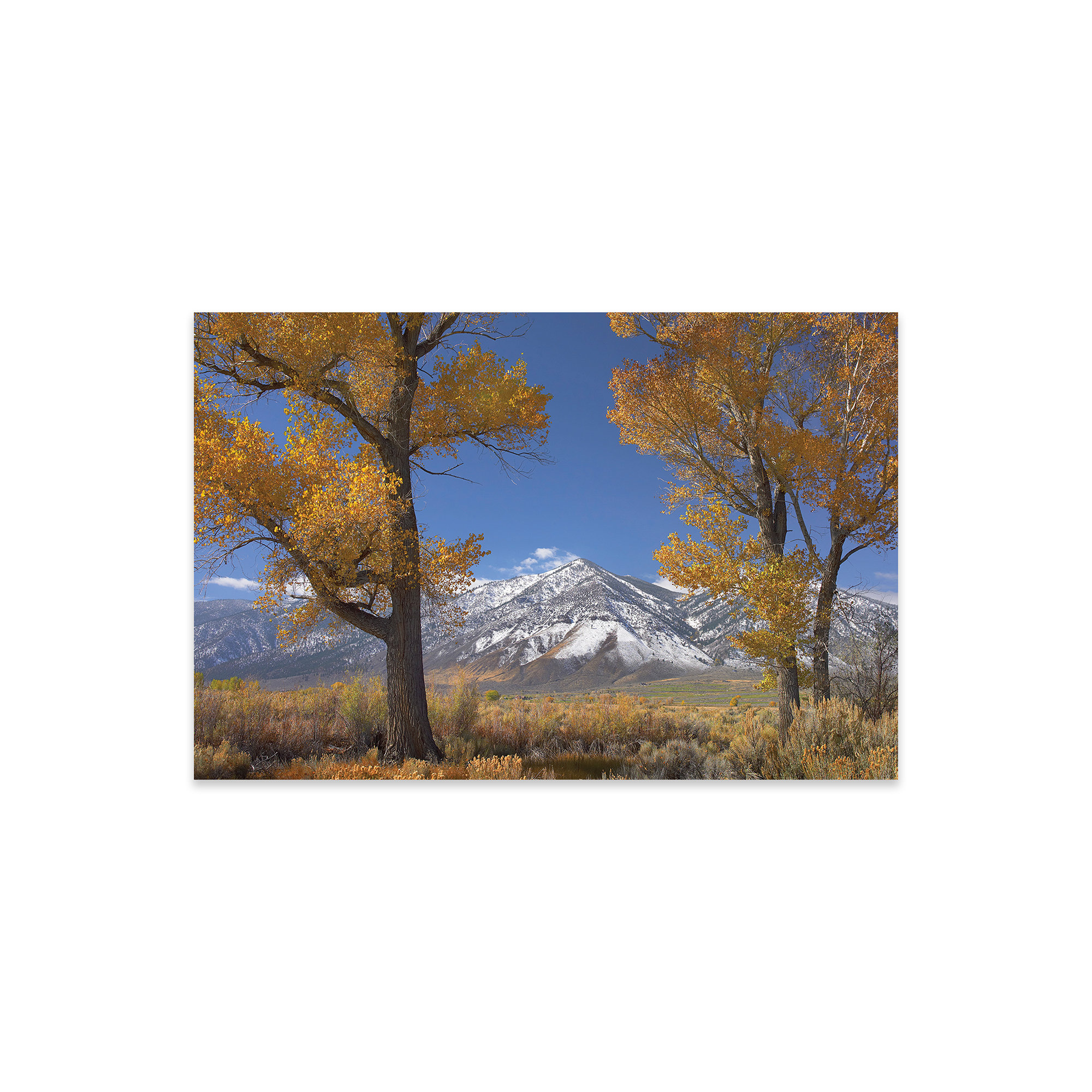 Loon Peak Cottonwood Trees, Fall Foliage, Carson Valley, Nevada II ...