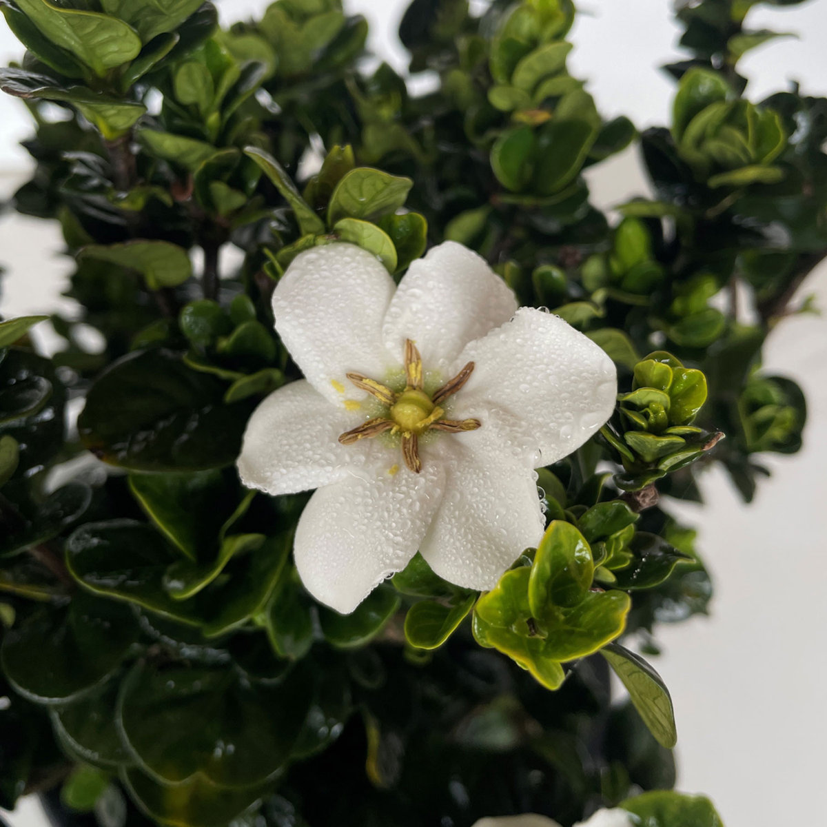 Southern Living Plant Collection 2.5 Quart Diamond Spire Gardenia ...