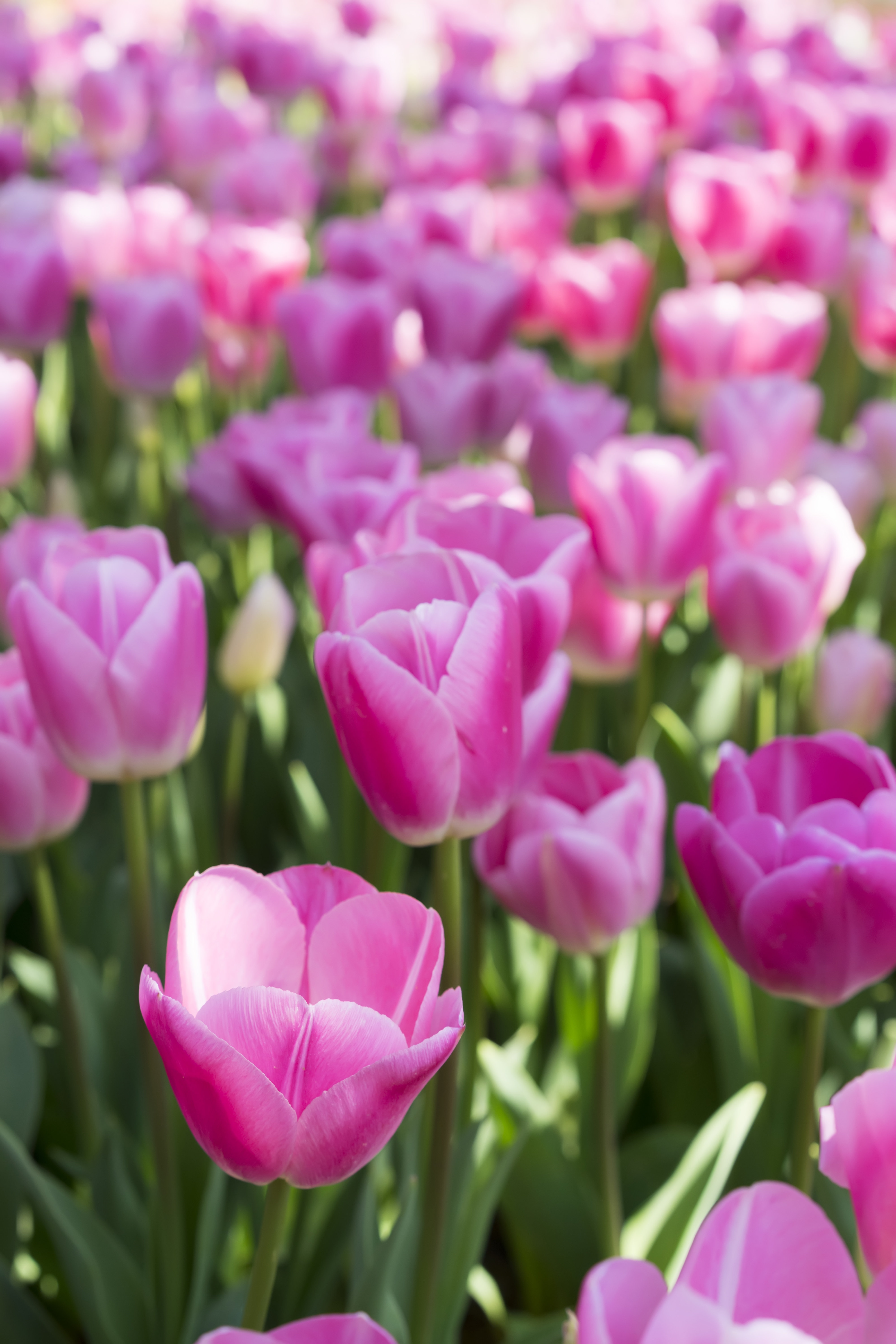 Hokku Designs Adeliah Tulips Of Istanbul On Canvas Photograph | Wayfair