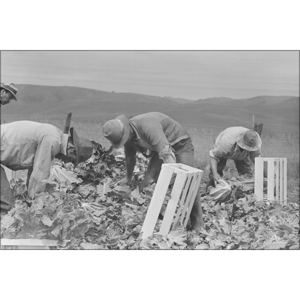 History Galore 24X36 Gallery Poster, Centerville, California. Japanese ...