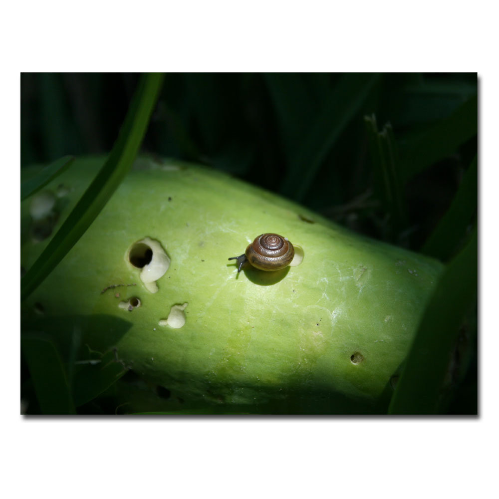 Trademark Fine Art 'Snail Paradise' by Patty Tuggle Photographic Print ...