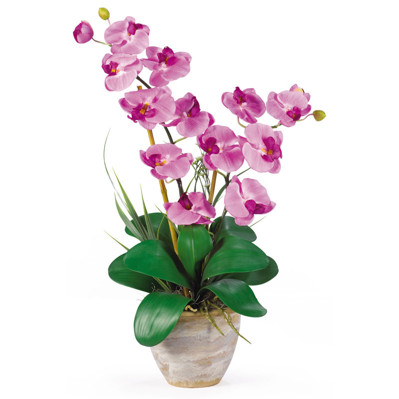Alcott Hill® Orchid Arrangement in Pot & Reviews | Wayfair