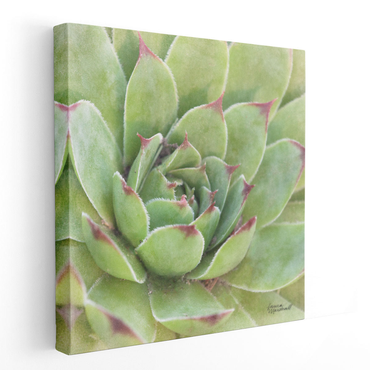 Latitude Run® Garden Succulents IV - Canvas Print Wall Art | Wayfair