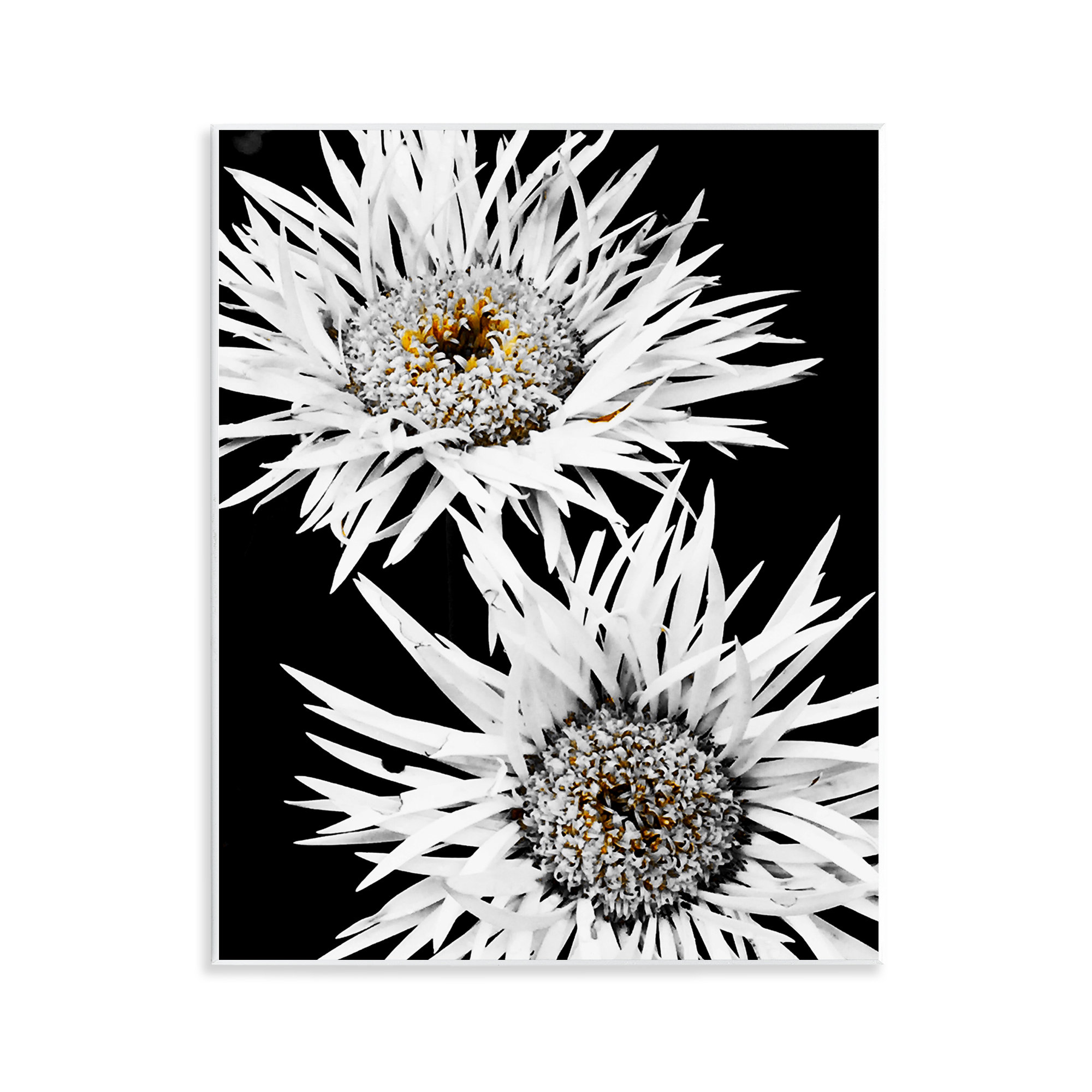 Ebern Designs Bold Contrast Flower Buds Wall Plaque Art by Heidi Bannon ...