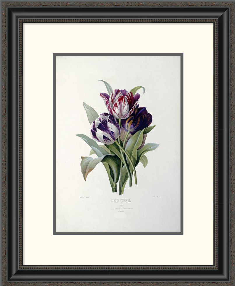 Global Gallery Tulips by Pierre Joseph Redoute Framed Painting Print ...