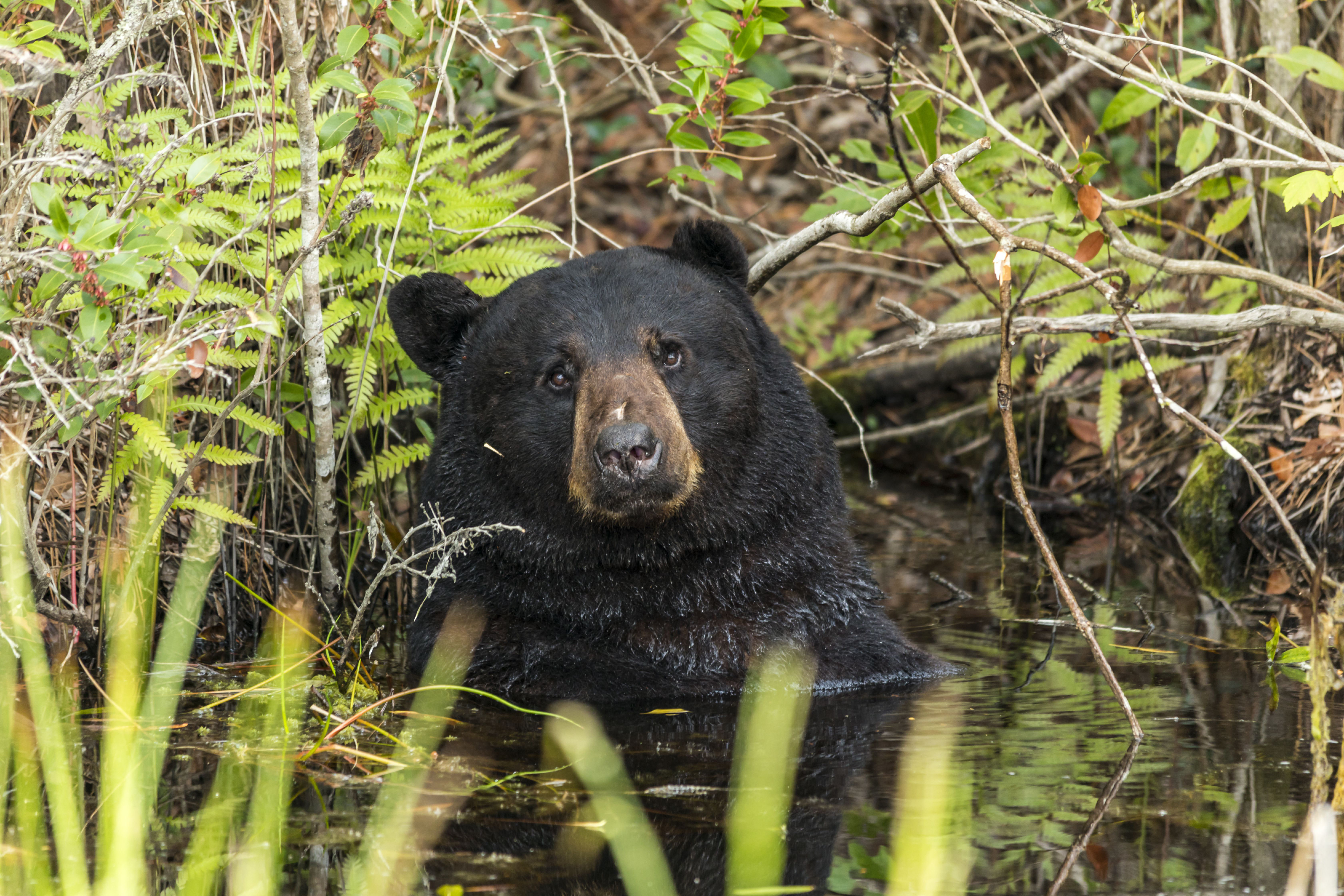 Millwood Pines Bear - Wrapped Canvas Photograph | Wayfair