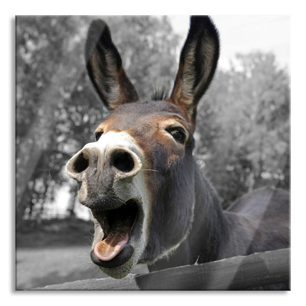 August Grove Roaring Donkey In The Enclosure, Close-Up - No Frame Print ...