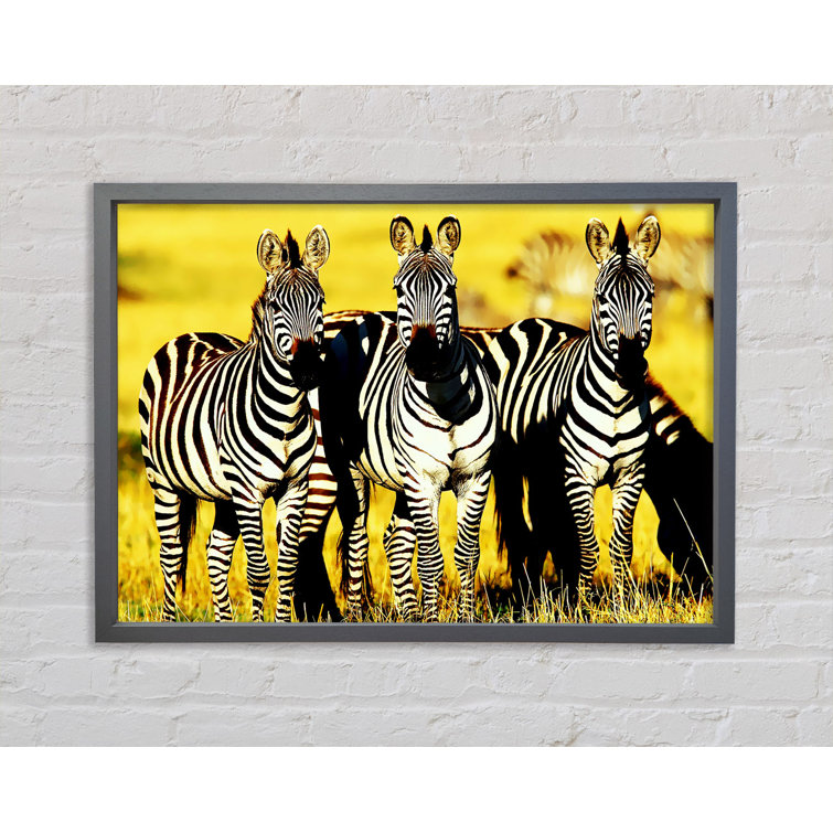 Latitude Vive Curious Zebras - Single Picture Frame Art Prints on ...