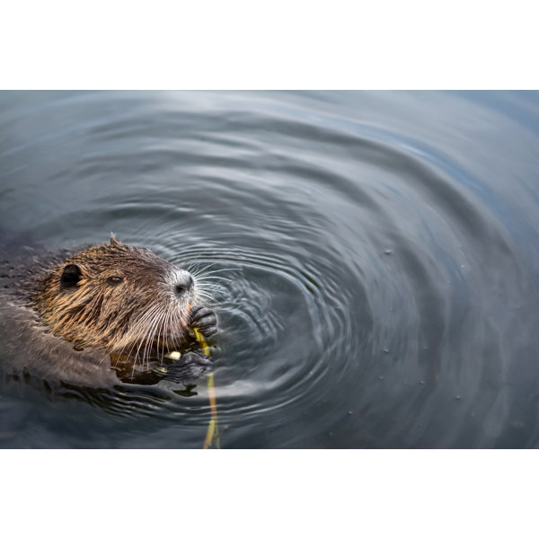 17 Stories Eurasian Beaver by Cris180 - Wrapped Canvas Photograph ...