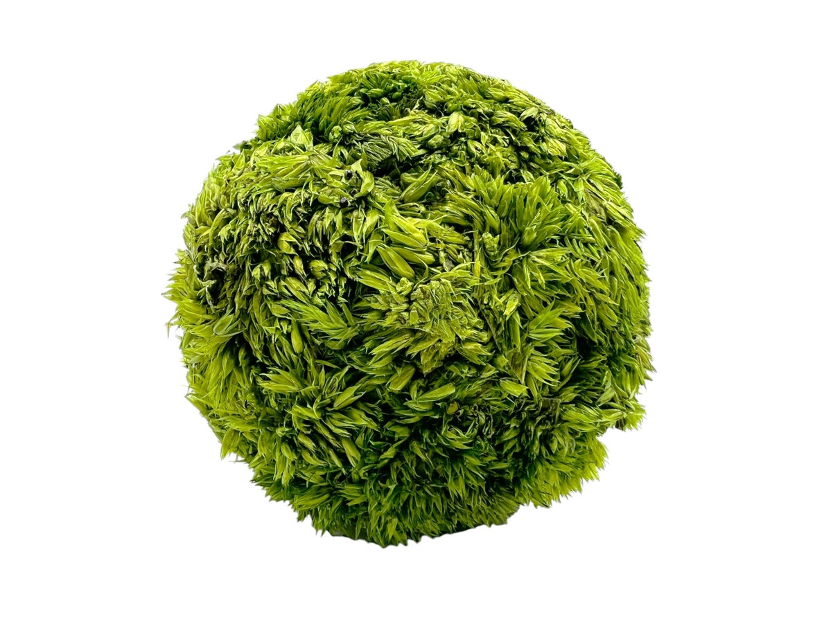 Primrue Preserved Cockscomb Topiary Balls Bowl Filler Vase Filler ...