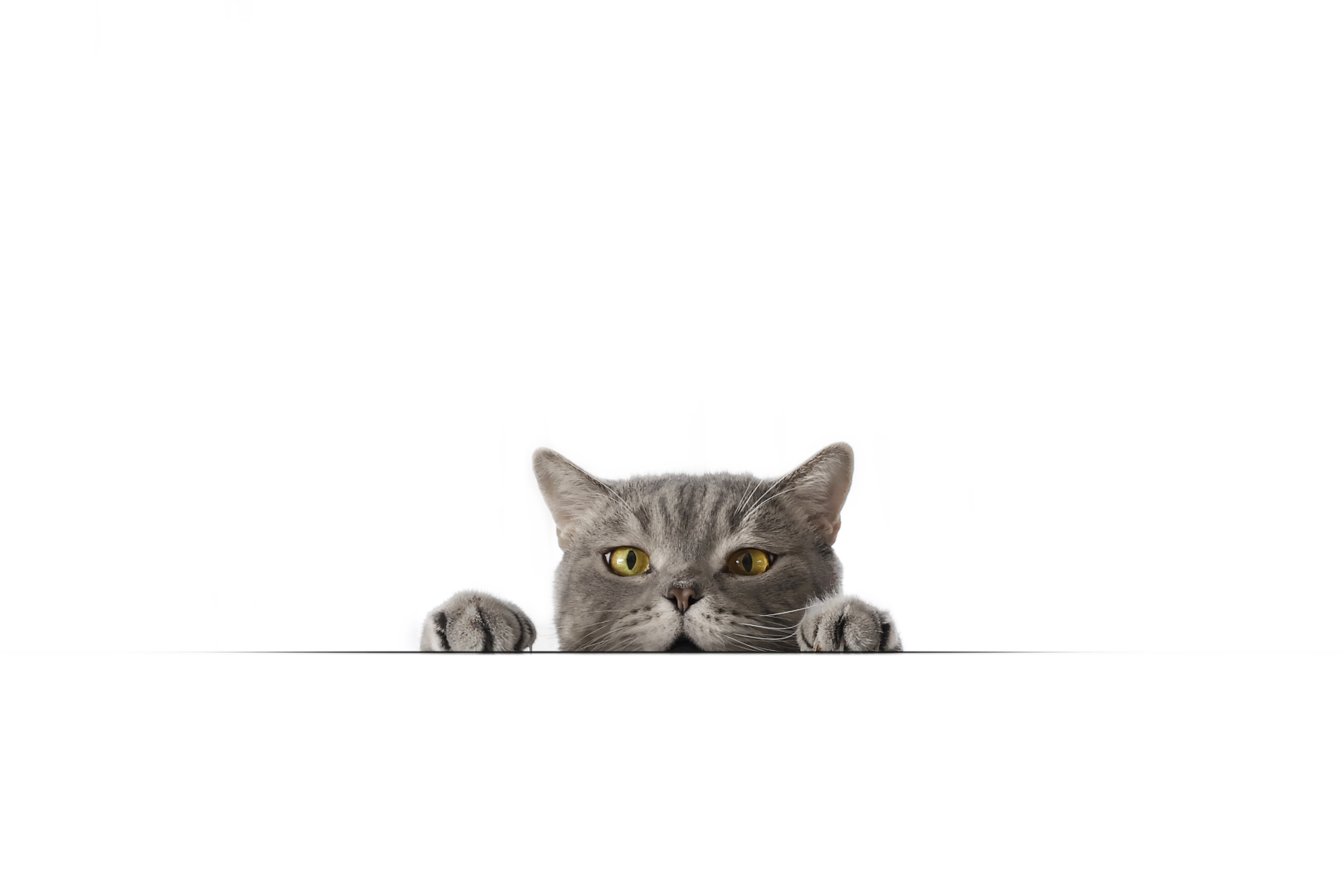 Union Rustic Big-Eyed Naughty Obese Cat Looking at The Target. by ...
