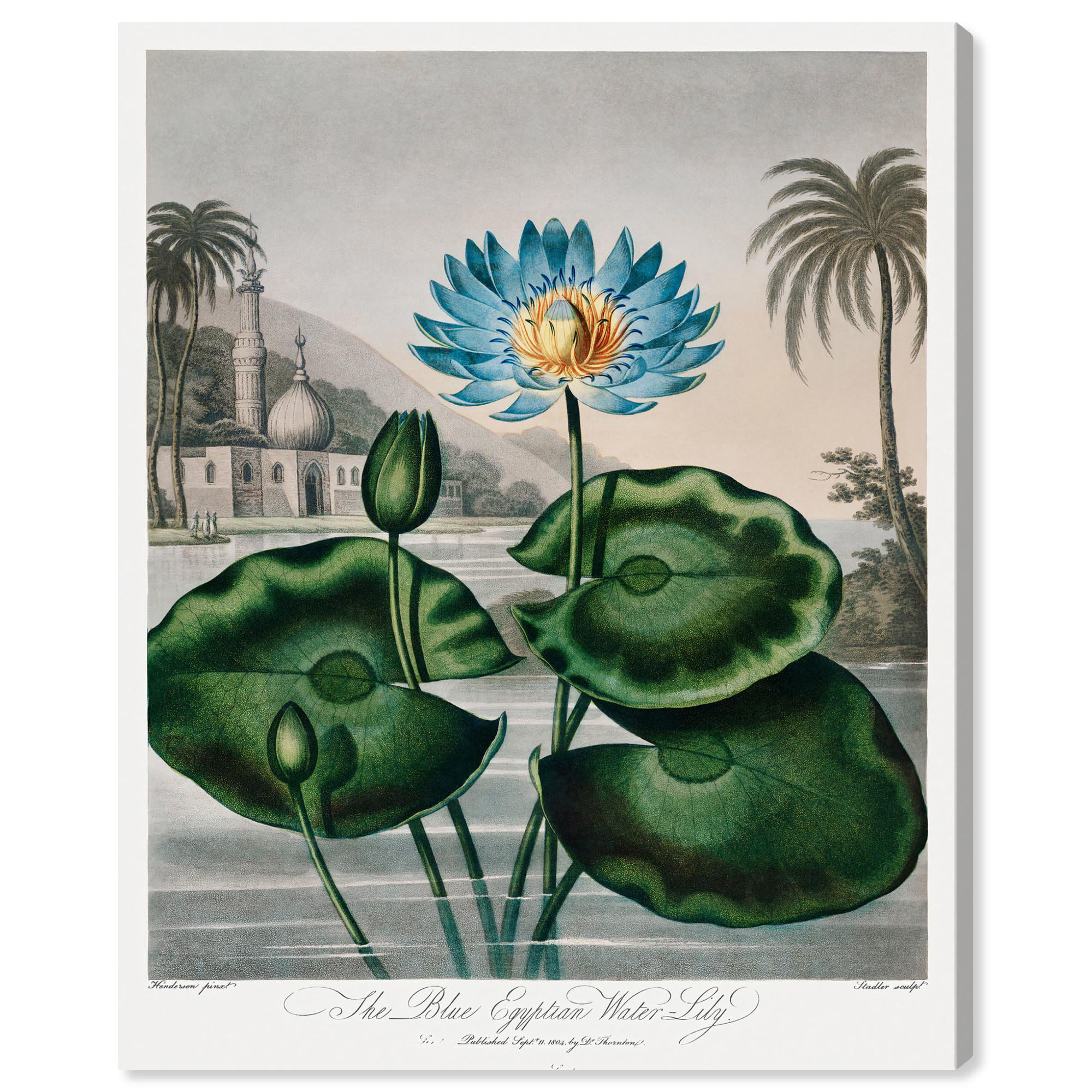 Art Remedy Blue Egyptian Water-Lily Canvas by Art Remedy | Wayfair
