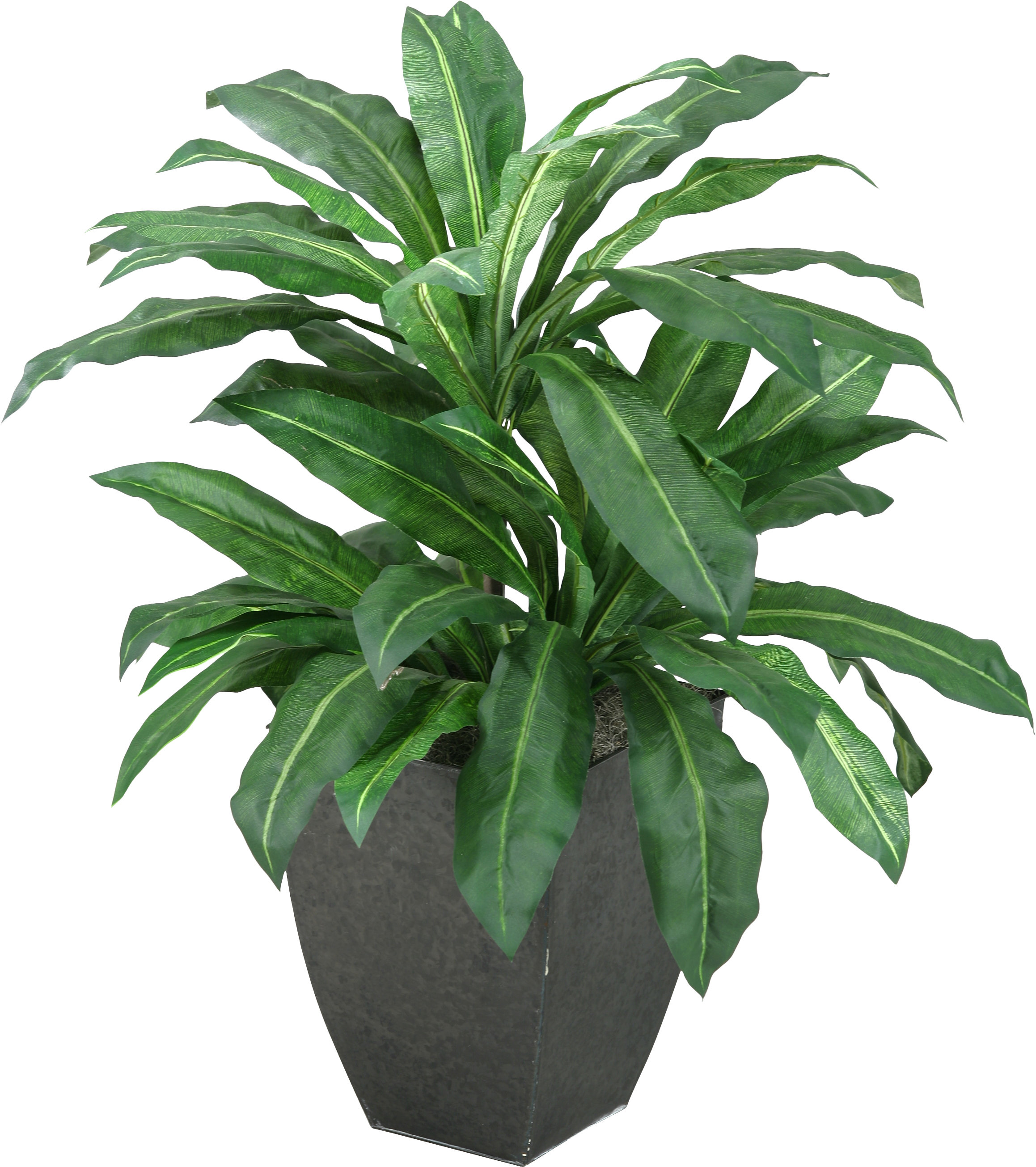 Symple Stuff Birdnest Palm Plant in Planter & Reviews | Wayfair