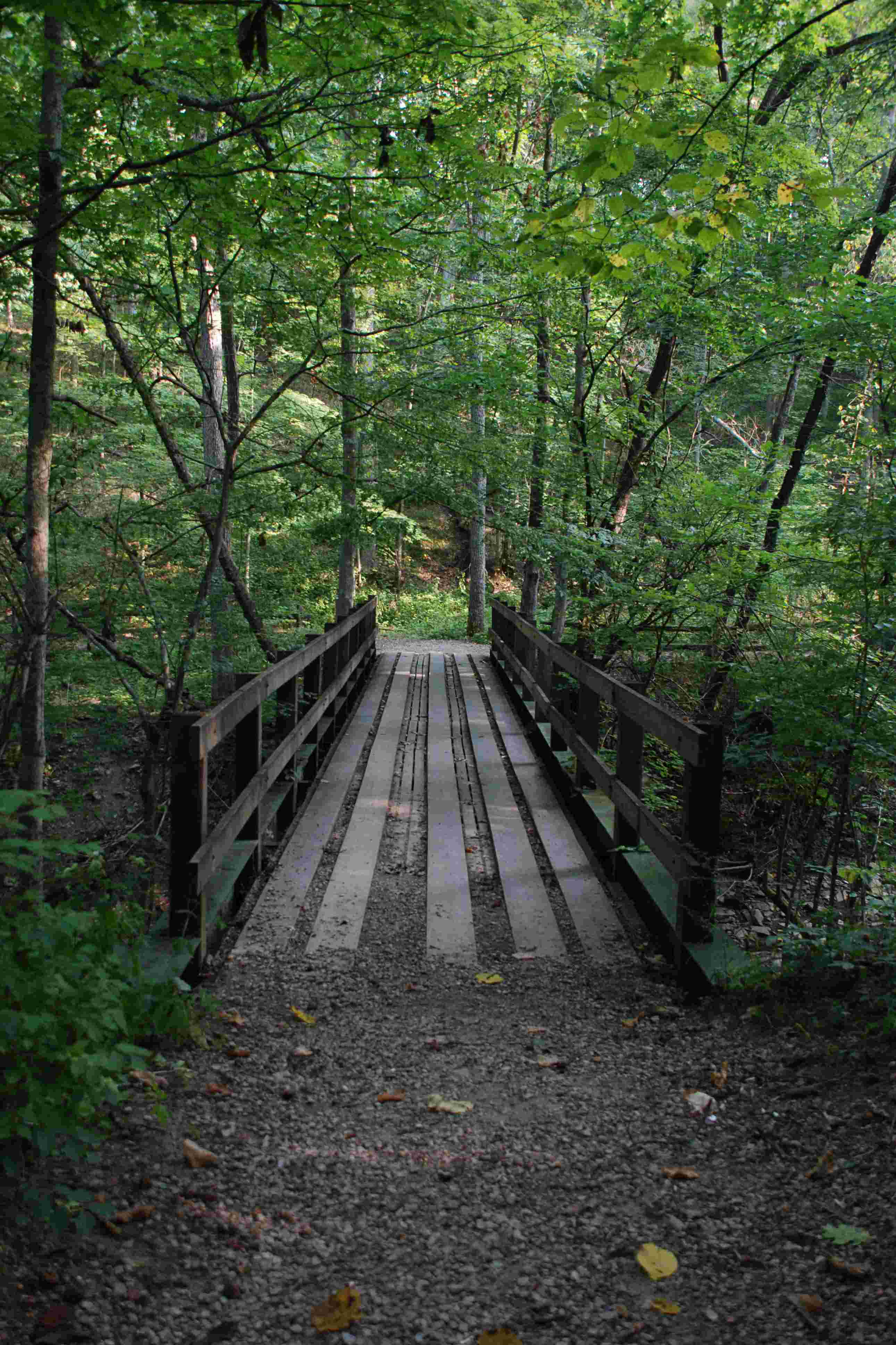 Millwood Pines Forest Bridge Photography - Wrapped Canvas Photograph ...