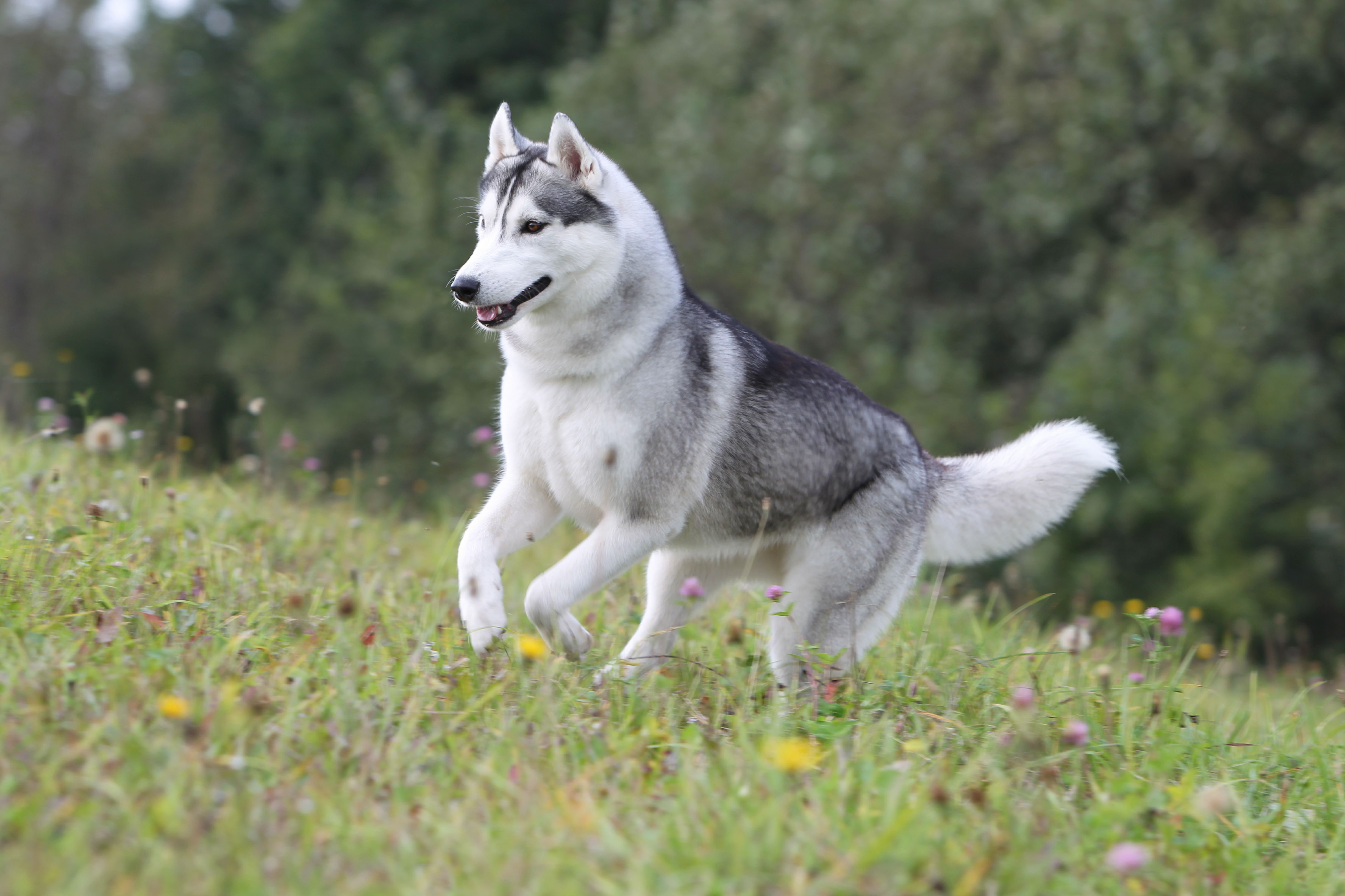 Ebern Designs Siberian Husky In Field by - Wrapped Canvas Photograph ...