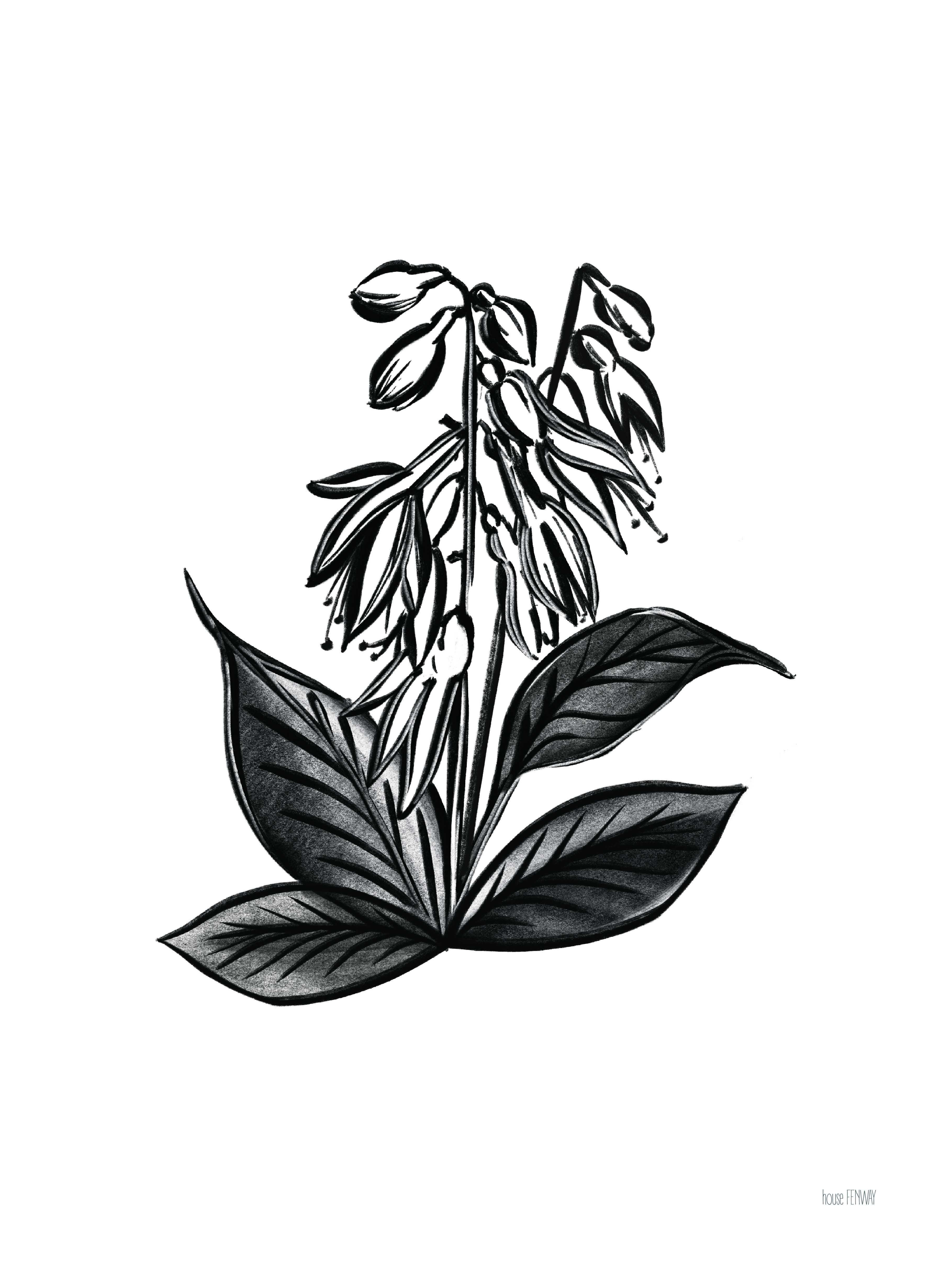 Winston Porter Pen And Ink Wildflower III On Canvas by House Fenway ...
