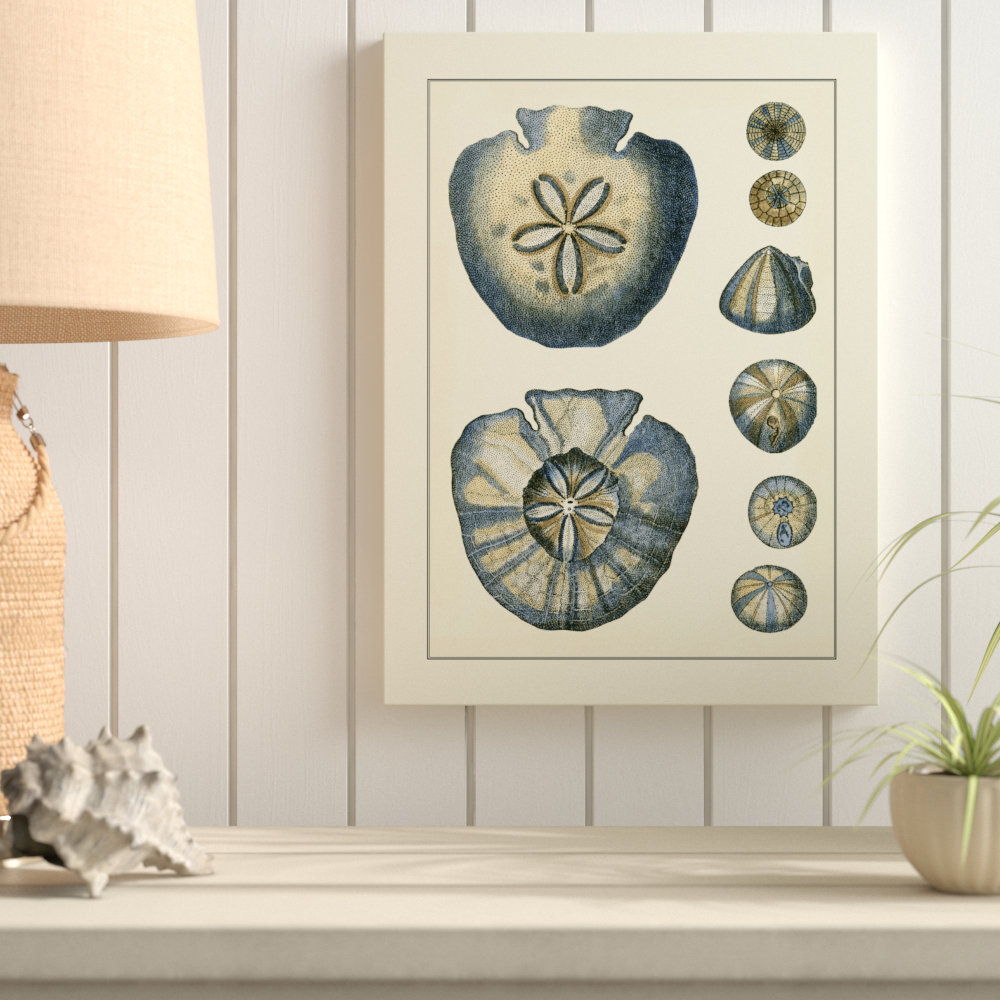 Highland Dunes Antique Blue Sand Dollar by Vision Studio - Graphic Art ...