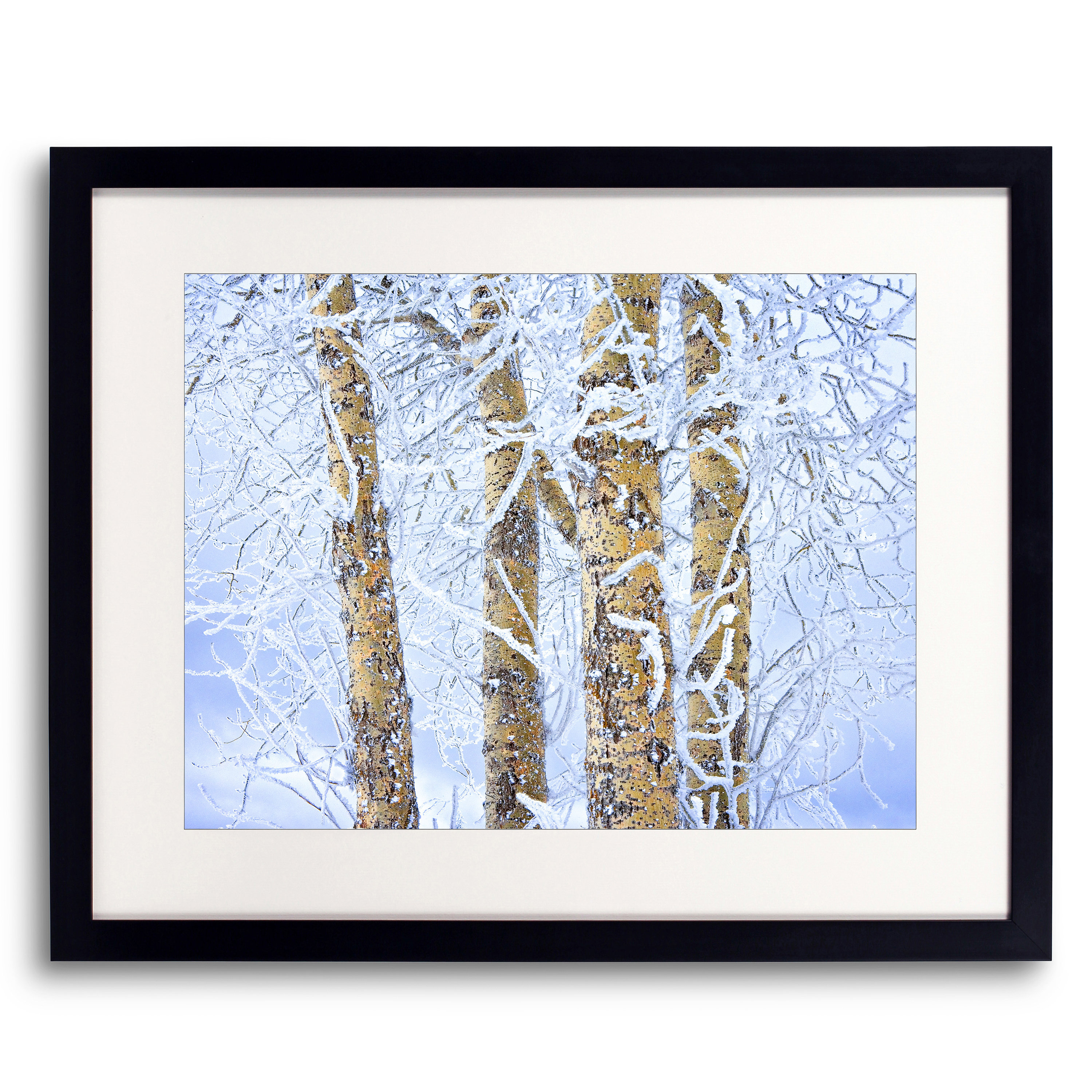 Made & Curated Ice Crusted Birch Trees by Bruce Heinemann - Wayfair Canada