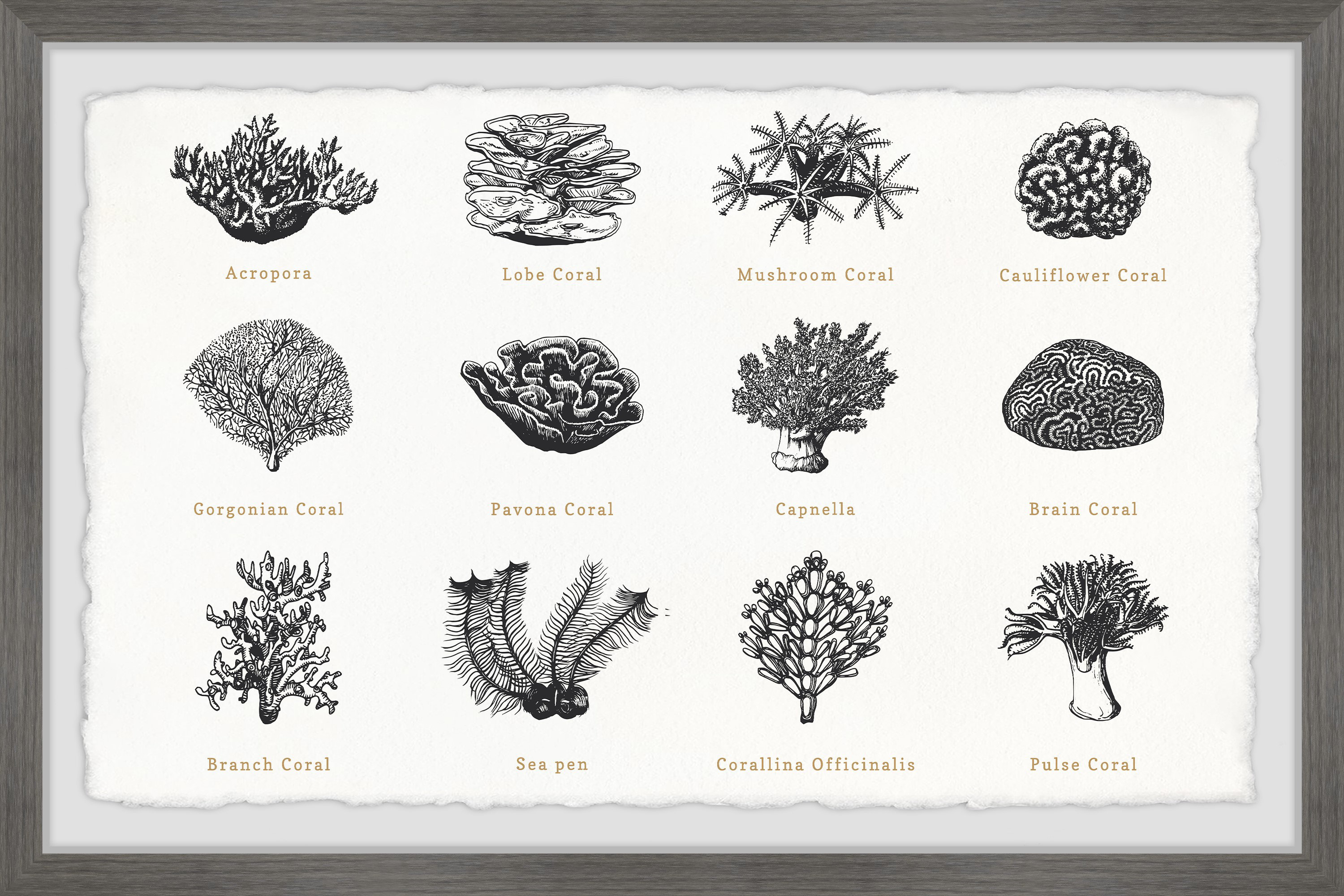 Types Of Coral Drawing