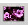 Bright Star Purple Trumpets - Single Picture Frame Print on Canvas ...