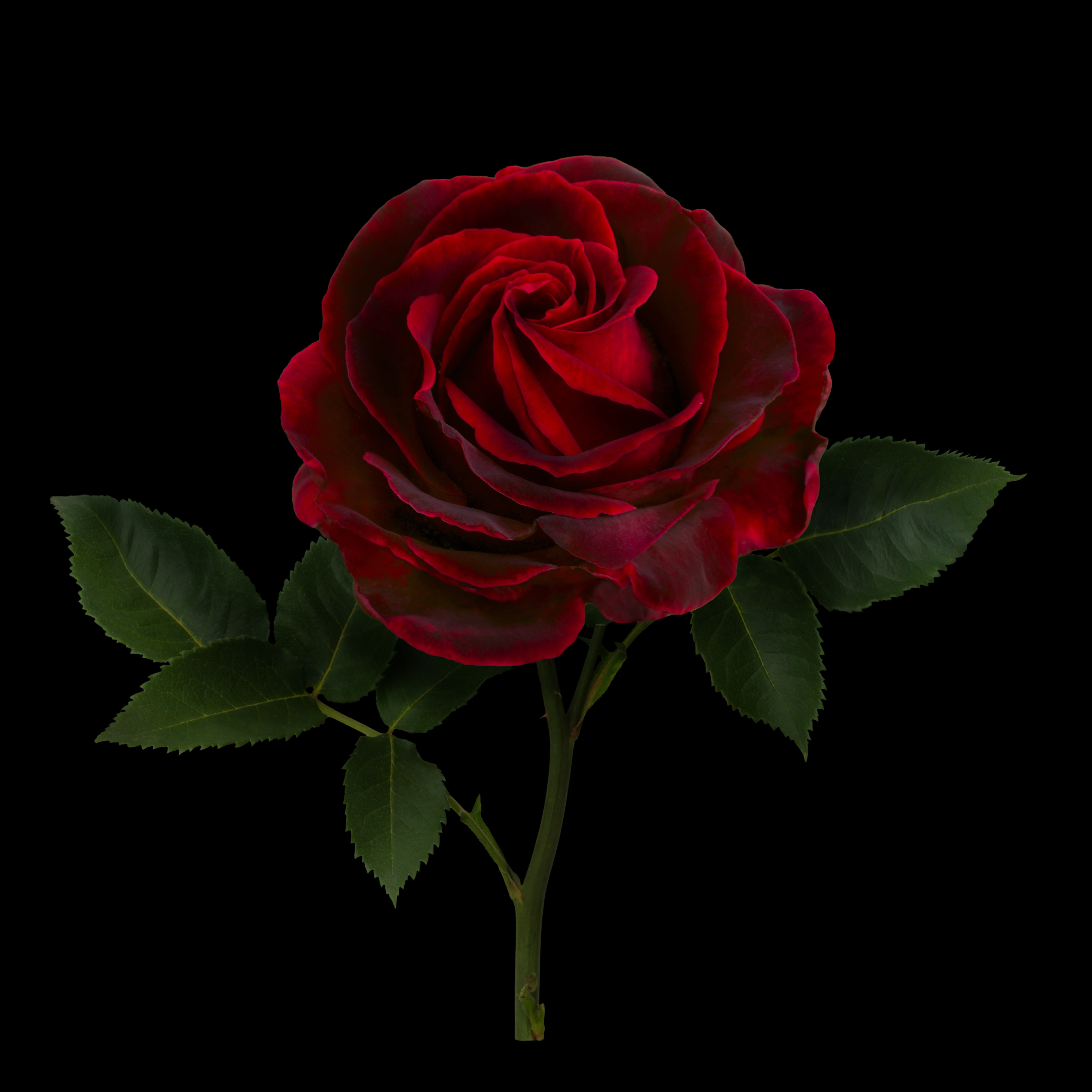 Ebern Designs Zariea Dark Red Rose On Canvas Photograph | Wayfair
