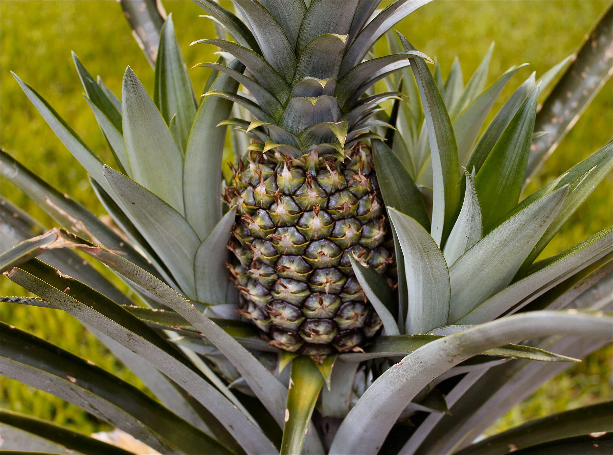 Wekiva Foliage LLC Pineapple Plant - Live Plant in a 4 Inch Grower's ...