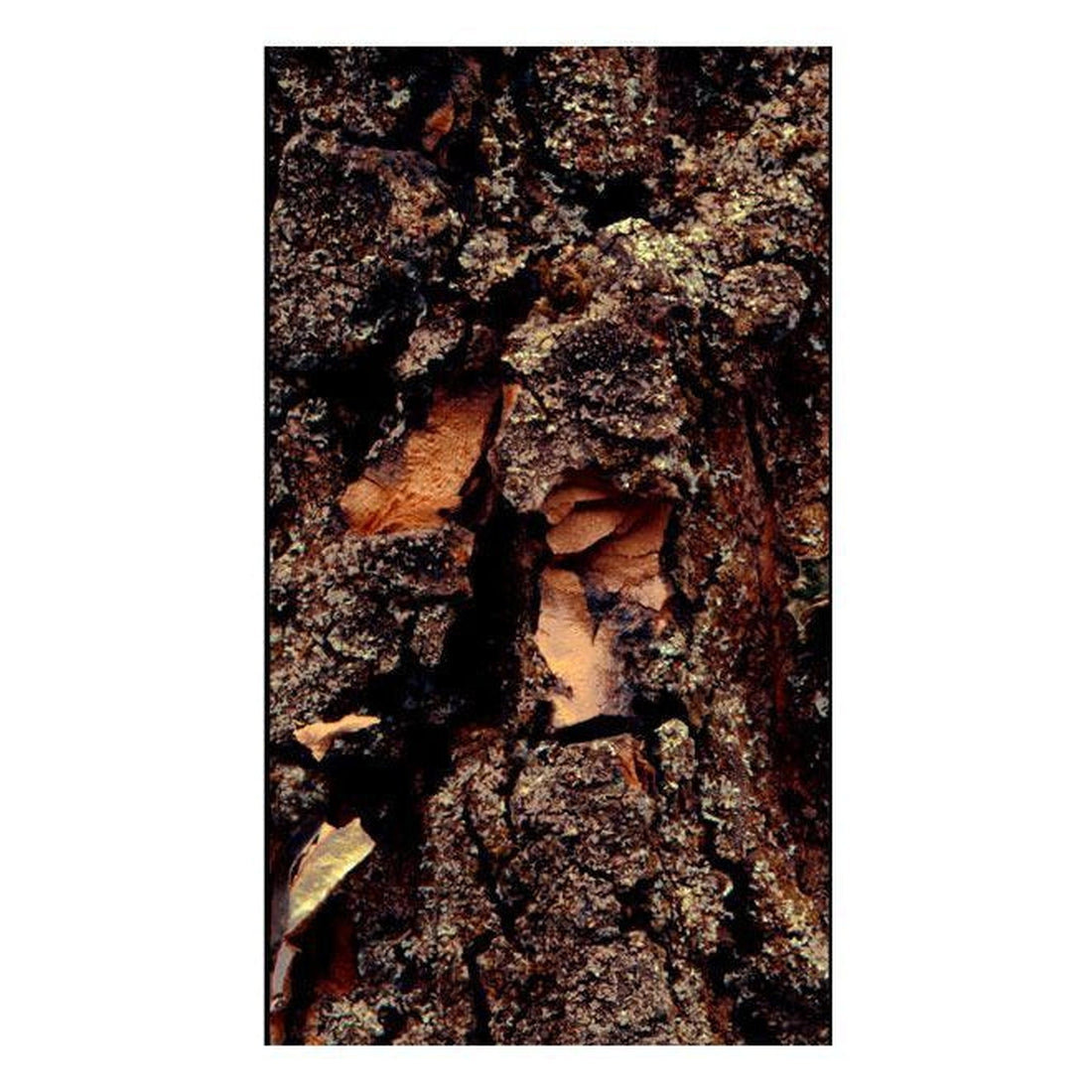 Millwood Pines Tidewood 32.8' L x 19" W Wallpaper Roll - Wayfair Canada