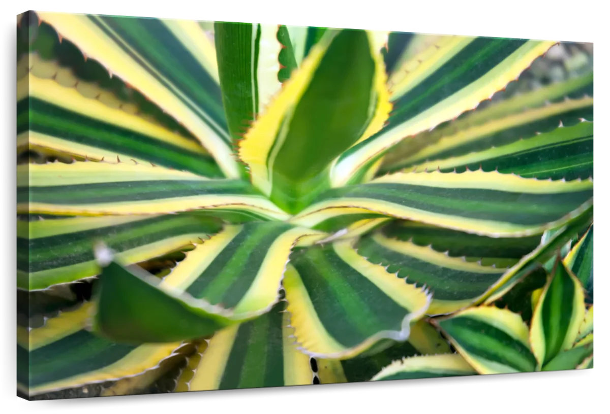 Elephant Stock Pure Agave - Wayfair Canada