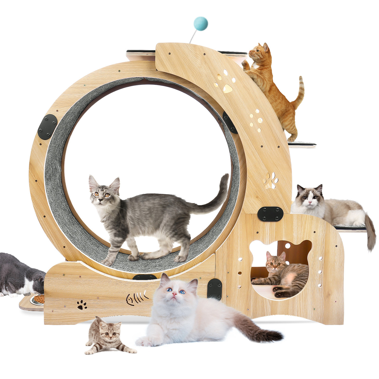 Tucker Murphy Pet™ Roue pour chat, roue d'exercice pour chat 4 en 1 ...