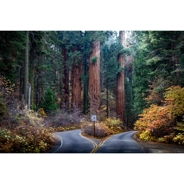 Union Rustic Sequoia National Park by Sara Edwards - Wrapped Canvas ...