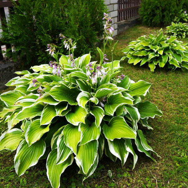 Touch of ECO Hardy Heart Shaped Hosta Plants - 3 Bare Roots - Shade ...