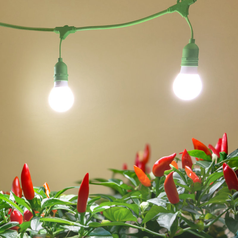 Miracle LED Pepper Grow Light Kit (Fruits / Vegetables) | Wayfair