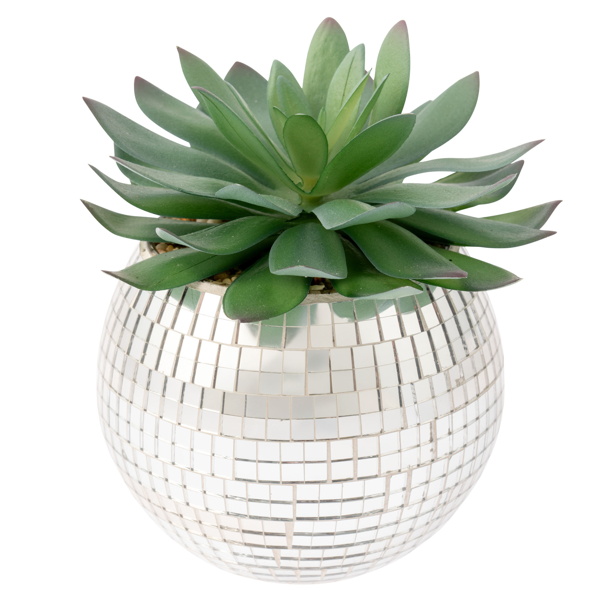 Primrue Disco Succulent Pot Lg | Wayfair